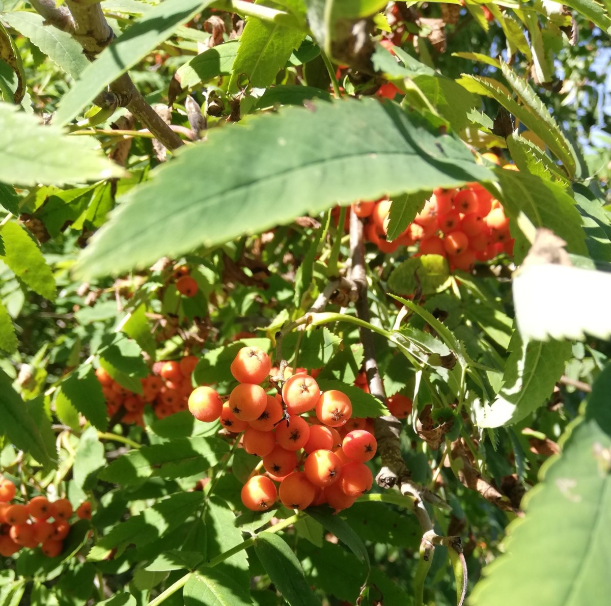 The poet, the lover and the Rowan tree – Elisabeth Brooke