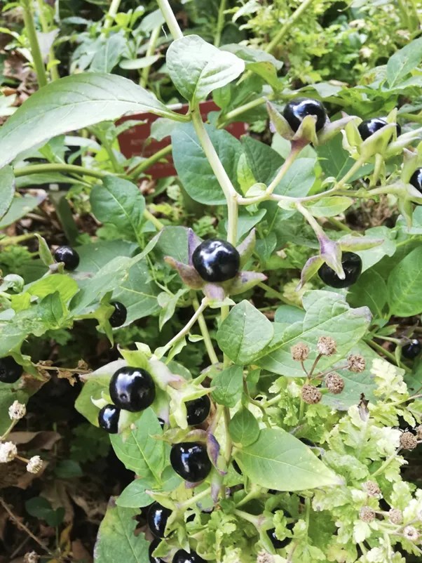 Substack articles – Elisabeth Brooke